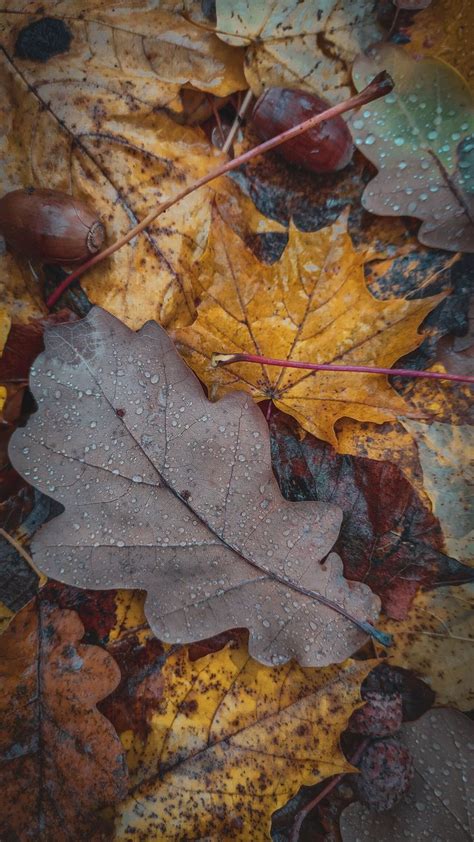 Краски осени