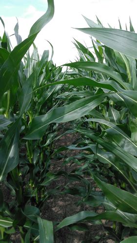 Nd Ffa Agronomy Disorders Flashcards Quizlet