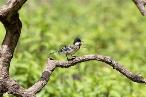 绿色后背奶头双甲高清图片下载 正版图片303541686 摄图网