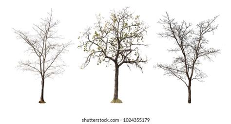 Collection Isolated Tree Without Leaf Stock Photo 1024355179 Shutterstock