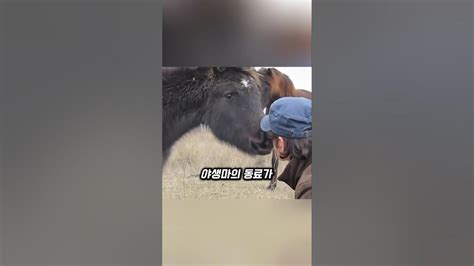 쇠사슬에 묶인 야생마와 옆을 지킨 친구의 눈물겨운 순간 Youtube
