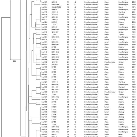 Dendrogram Based On The Mlva 16 Genotyping Assay Showing Relationships