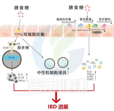 糖，功能糖，代糖，如何从健康角度看这些肠道菌群的“甜蜜伙伴” 谷禾健康