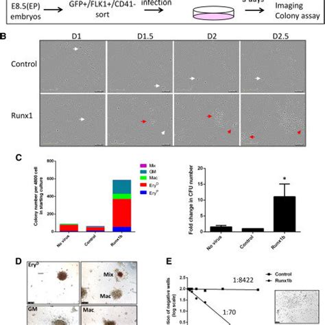 Runx1b Ectopic Expression In E85 Etv2gfpflk1 Cells Enhances Their