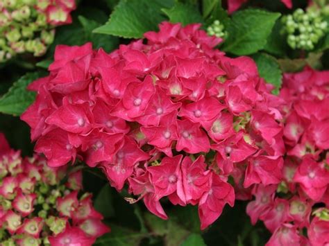 Hydrangea Macrophylla Hot Red