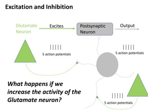 Neuroscience Iii Omnibus Flashcards Quizlet