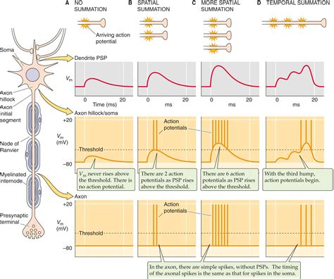 Physiology Of Neurons Clinical Tree