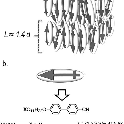 A Cartoon Depicting Of The Molecular Organisation Within The