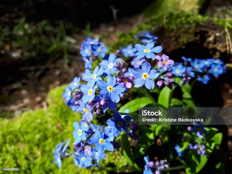 하늘색과 보라색 봄 꽃 식물 나무 물망초 꽃 꽃의 의미 진실하고 불멸의 사랑 기억 충실 함 및 충성 왜지치에 대한 스톡 사진 및 기타 이미지 Istock