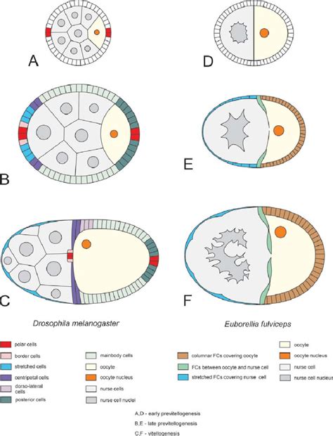 A Schematic Representation Of The Follicular Cell Diversification