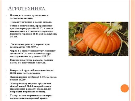 Тыква Зимняя сладкая. Описание сорта, фото, отзывы