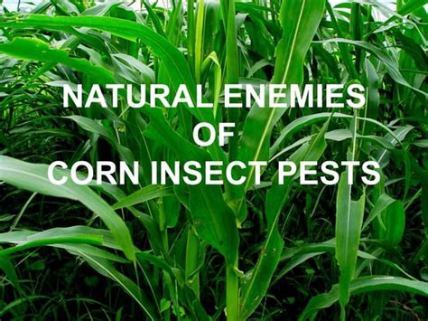 Corn Pests Neppt