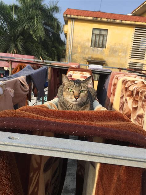 Just My Cat Chilling In The Sun Rpics