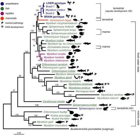 The Bayesian Tree Was Reconstructed Using Mrbayes 312 With A Gtrgi