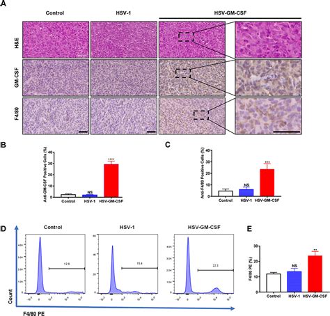Antitumor Efficacy Of Oncolytic Herpes Virus Type 1 Armed With Gm Csf Cmar