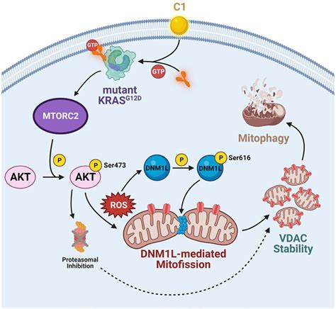 a new pathway in colorectal cancer cells triggered by drug activated