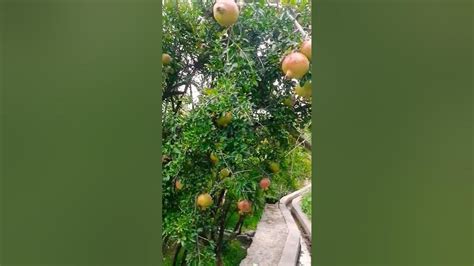 شجرة رمان الجبل الأخضر سلطنة عمان Youtube