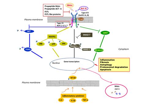 Mstnact A Cell Signaling Mstnact A Bind To Actriiba On The Plasma