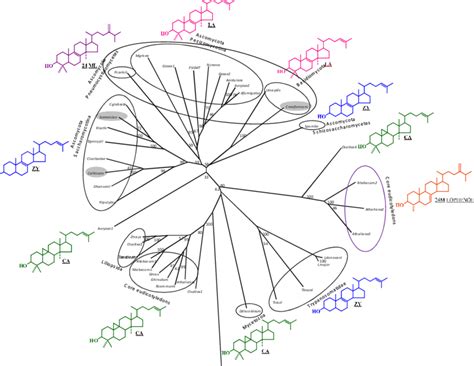 Phylogenetic Tree Constructed For Plant Fungi And Protozoa Smt