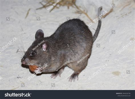 Gambian Rat Over Royalty Free Licensable Stock Photos Shutterstock