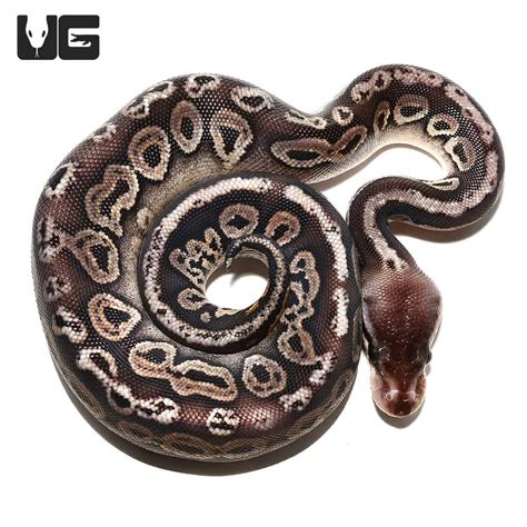 Pewter Ball Python