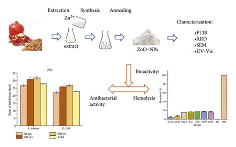 Biosynthesis Route Of Zno Nps Using Pomegranate Peel Extract Download Scientific Diagram