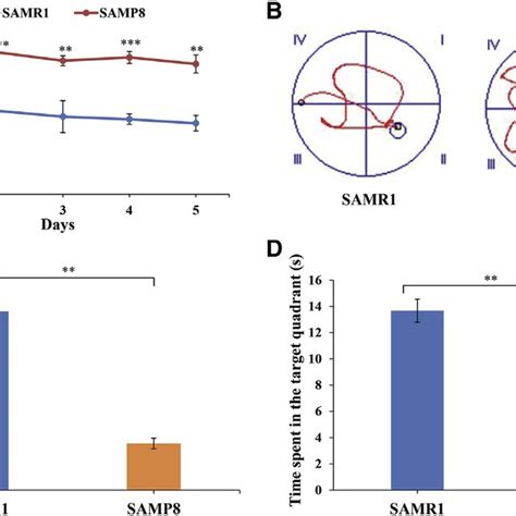 learning and memory abilities of samp8 mice a escape latency of samp8