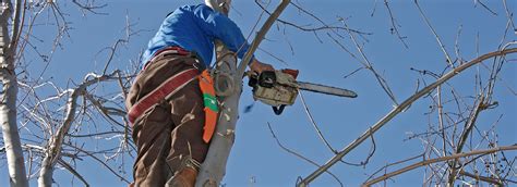 What Are The Common Accidents Associated With Tree Trimming