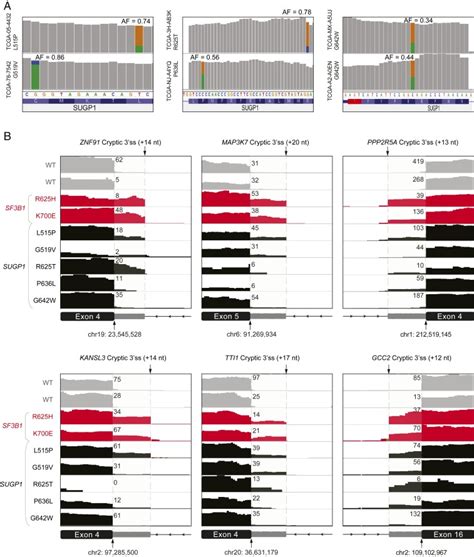 Pan Cancer Analysis Identifies Mutations In Sugp1 That Recapitulate Mutant Sf3b1 Splicing