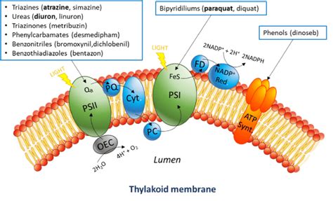 Thylakoid Membrane Photosynthesis