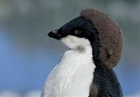 털갈이 하는 펭귄 인스티즈instiz 이슈 카테고리