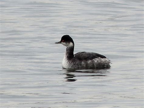 甲子園浜 鳴尾川河口のカイツブリ鳰バン鷭