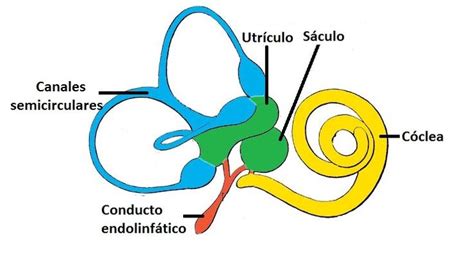 Nervio Vestibulococlear Nervio Auditivo Nervio Vestibulococlear Nervio
