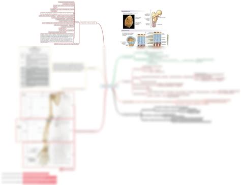 SOLUTION Mapa De Introdu O Ao Sistema Sseo Studypool