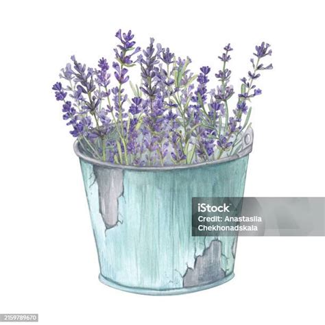 흰색 배경에 고립 된 양동이에 라벤더 꽃다발 프로방스 꽃의 수채화 그림 프렌치 스타일 꽃의 식물 이미지입니다 엽서 명함 디자인에 적합합니다 0명에 대한 스톡 벡터 아트 및