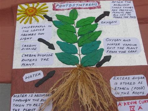 How To Make A Photosynthesis Model Melindajanice Com