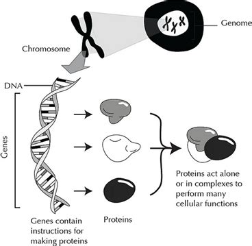 Genetic Mutation Diagram