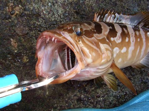 クエ 2013 10 13 WEB魚図鑑