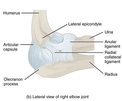 Lateral View Of Right Elbow Joint A Detailed Anatomical Diagram Anatomy Note