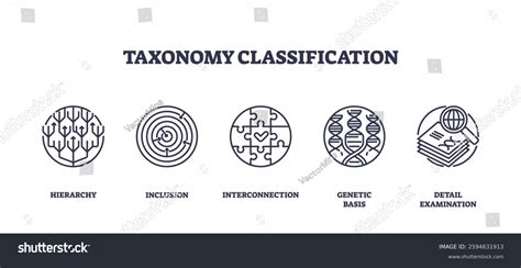 taxonomy classification icons depict hierarchy interconnection stock