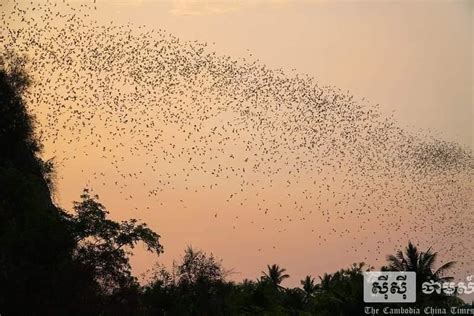 សត្វប្រជៀវនៅរូងភ្នំសំពៅ ទាក់ទាញភ្ញៀវទេសចរណ៍មកទស្សនាជារៀងរាល់ល្ងាច សុីសុីថាមស៍