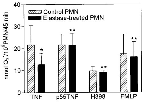 Production Of O By Control PMN And Elastase Treated PMN Exposed To Download Scientific
