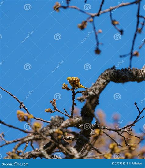 Orange Crowned Warbler Feeding On Tree Top Stock Image Image Of