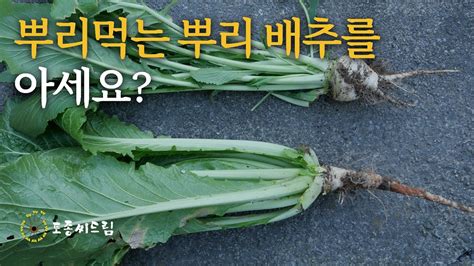 뿌리먹는 뿌리배추를 아세요 Youtube