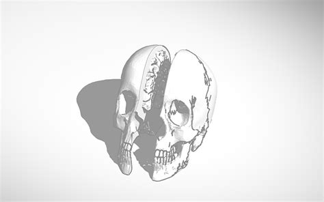 3d Design Full Skull Brain Hosa Design Tinkercad