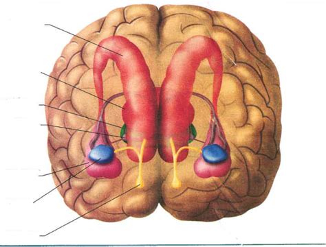 Diagram Of 3 12 3d Subcortical Structures Quizlet