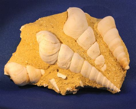 Fossil Gastropod Cluster Stock Image Image Of Prehistoric 308952709