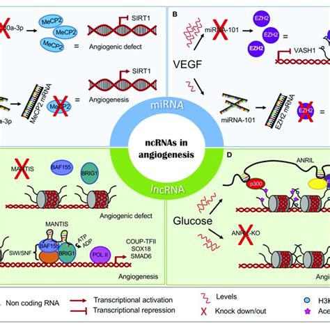 PDF The Regulatory Roles Of Non Coding RNAs In Angiogenesis And Neovascularization From An