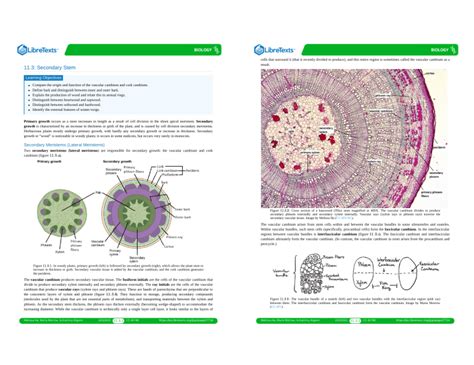 Secondary Stem Growth Vascular Cambium And Wood