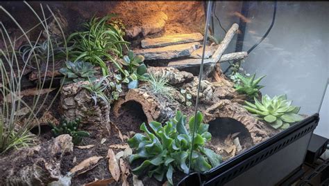 Leopard Gecko Enclosure Artofit